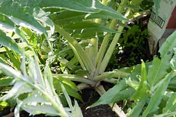 Growing cardoons in Canada.