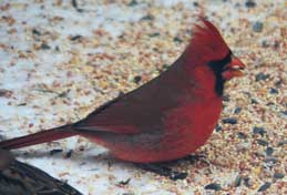 Christine DeMerchant Bugs and Animals